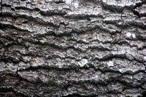 texture pattern of the bark bark of a tree in the forest stock image