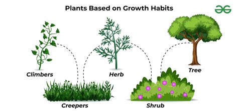 Classification Of Plants Herbs Shrubs Trees