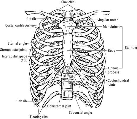 Thoracic Cage Artofit