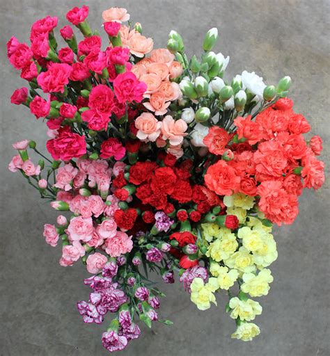 Pixie Carnation Flower Best Flower Site