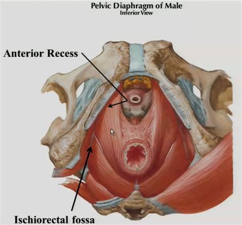 Ischiorectal Fossa