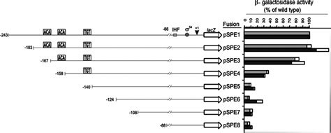 Deletion Analysis Of The P 1 Promoter Deletion Variants Present In The