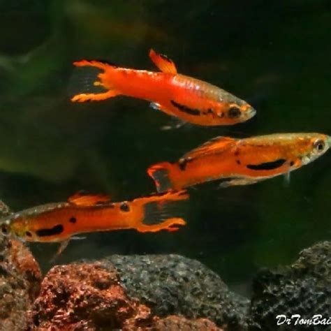 Red Scarlet Endler Heldereef Aquatics