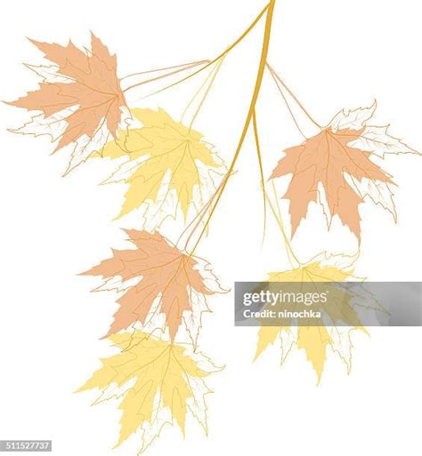 Ash Leaf Maple Photos And Premium High Res Pictures Getty Images
