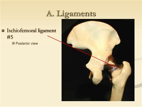 Ppt Iliofemoral Joint Hip Presented By Angela Clifford Casey