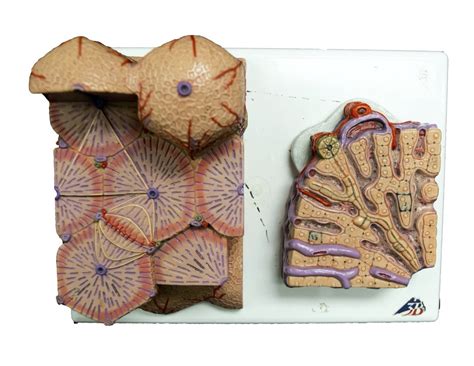 Liver Lobule Anatomy Model