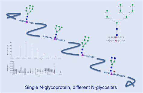 特色糖基化蛋白质组学 知乎