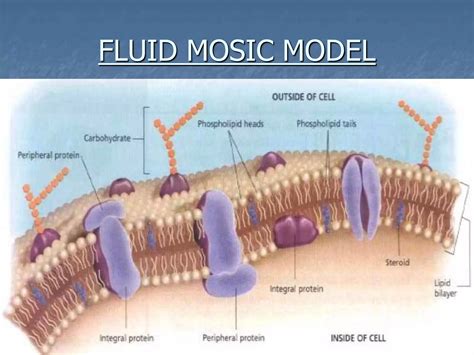 Transport Of Small Molecule Across Cell Membrane By Kk Sahu Sir Ppt Free Download