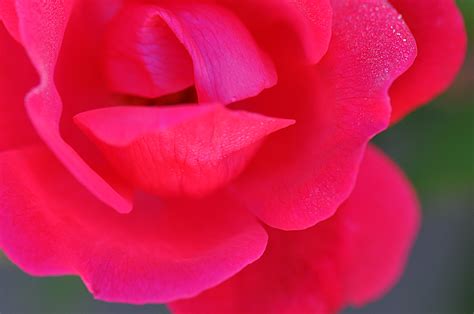 Flowers Jenys Flickr Page Flickr