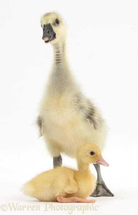 Gosling And Duckling Together Photo Wp38927