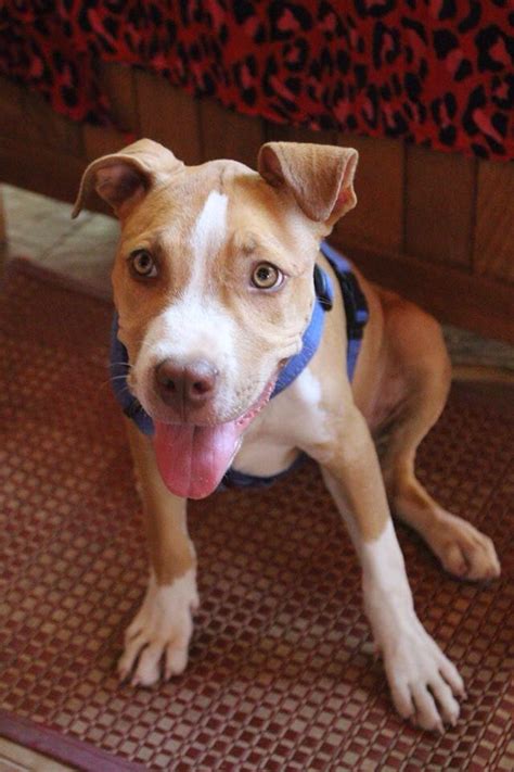 Συνύπαρξις Σωματείο για τη φύση και τα ζώα Αγίων Αναργύρων Καματερού Υιοθετηθηκε το κοριτσι