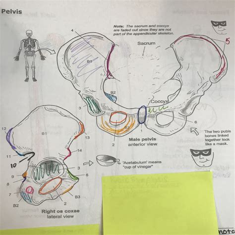 Pelvis Diagram Quizlet