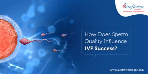 How Does Sperm Quality Influence Ivf Success