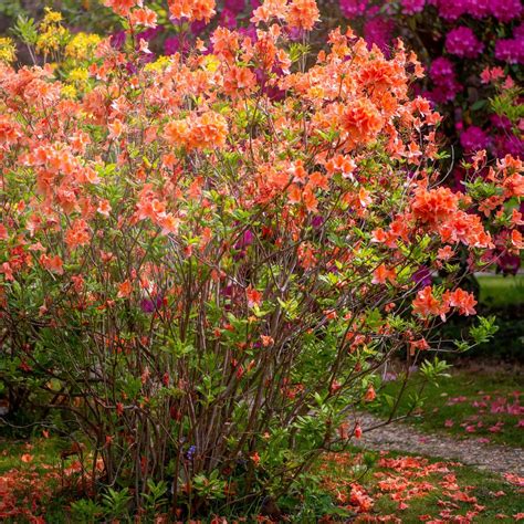 How To Prune Azaleas For Vibrant Flowers Every Year Ideal Home