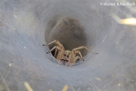 Grass Spider Agelena Orientalis Lebanese Wildlife