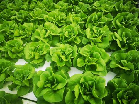 High Density Xps Floating Raft For Dwc Hydroponics System China Dwc Floating Raft Board And