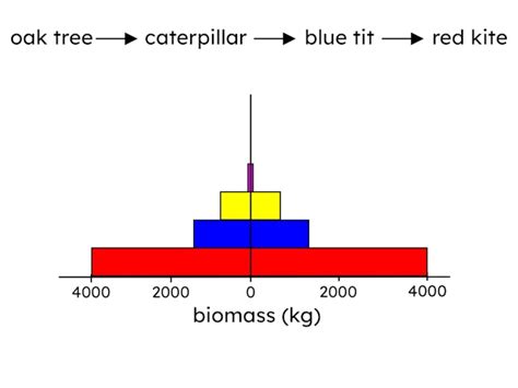 Lesson Transfers Of Biomass Between Trophic Levels Oak National Academy