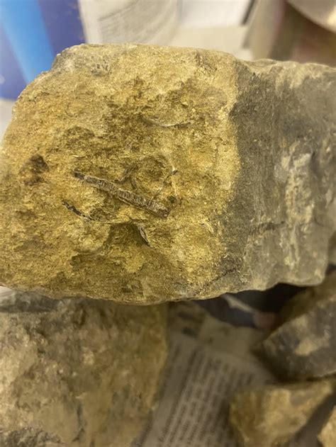 What Is This Fossil 🤩 R Fossilid