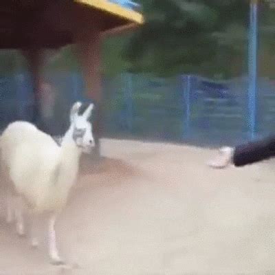 Llama GIF Find Share On GIPHY