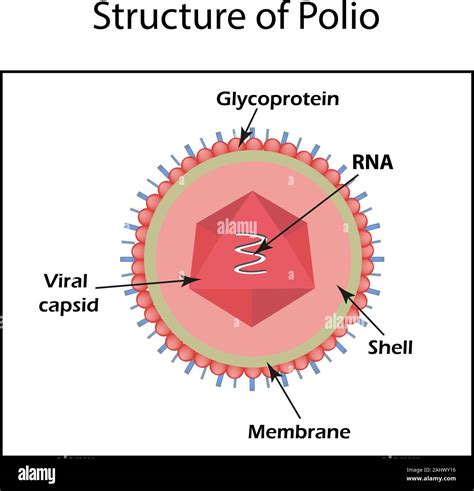 Polio Cell Structure