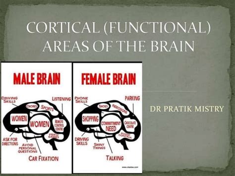 Anatomy And Physiology Of Brain Pptx
