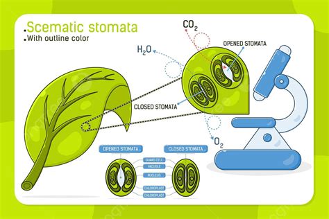 Stomata Microscope Open