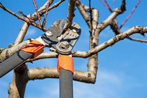 Expert Tips On Pruning A Peach Tree In Australia Ultimate Backyard