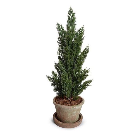 Italian Cypress Tabletop Plant In Terracotta