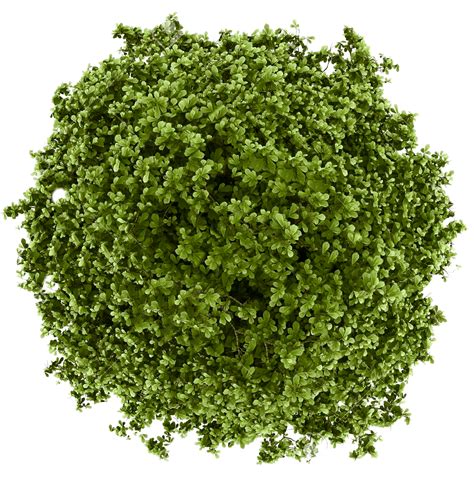 Trees Top View Images Free Photos Png Stickers Wallpapers The Best