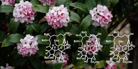 トップページ 学校法人 東邦大学 薬学部 生薬学教室