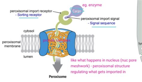 3 Intracellular Compartments Protein Sorting Flashcards Quizlet