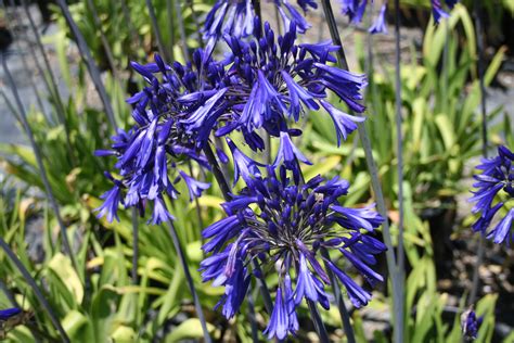 Agapanthus Tinkerbell Dwarf Variegated Agapanthus