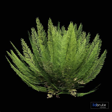 Mother Spleenwort Fern Asplenium Bulbiferum 3d Model Buy Download 3dbrute