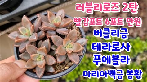 🌹러블리로즈 2편🌹빨강포트 국민다육 6포트1만원부터 마리아백금까지🥰 Youtube