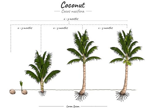 Etapas De Crecimiento Del Coco Vector Premium