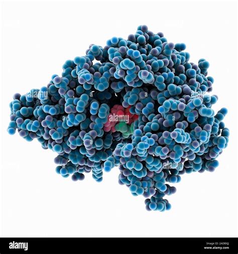 Bovine Polya Polymerase Computer Model Showing The Structure Of Bovine Polya Polymerase