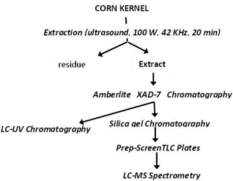 Isolation And Fragmentation Scheme Of Anthocyanins Of Corn Grains