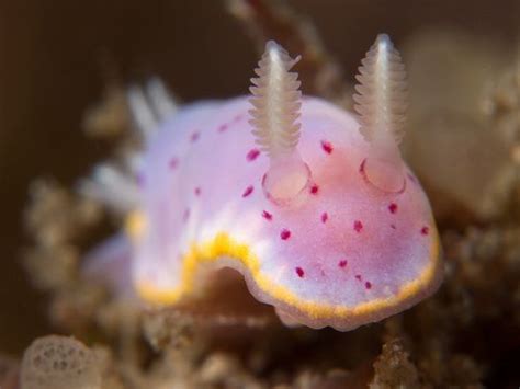Nudibranch Deep Sea Creatures Beautiful Sea Creatures Sea Slug