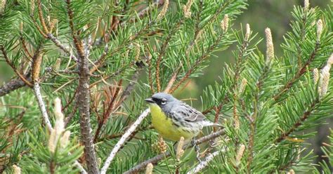 Endangered Warbler Surviving But Still Needs Help Deseret News