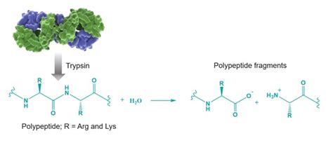 What Is Trypsin Substrate And Its Application Boc Sciences