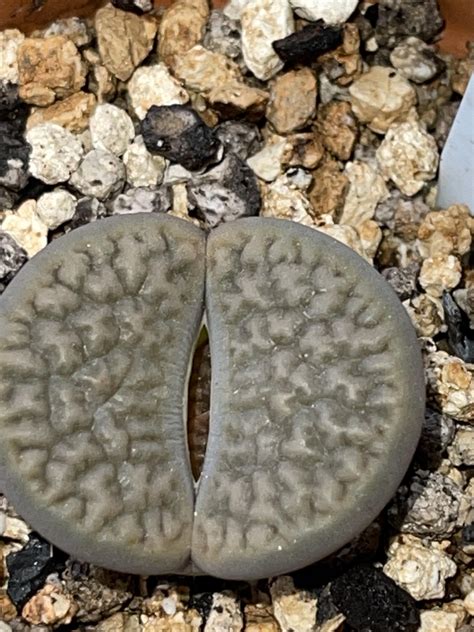 I Watered My Lithop For The First Time Since 25 10 Cause It Wasnt Doing Anything And Ive Just