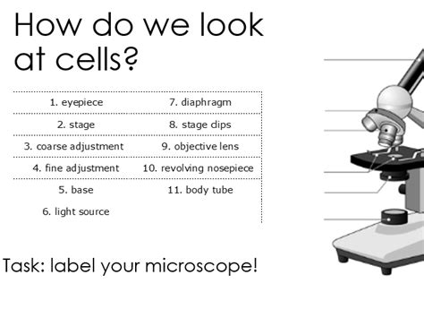 Activate Scheme Year 7 Organisms Topic Microscopes Teaching Resources