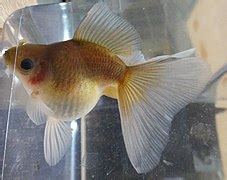 Veiltail Wikipedia