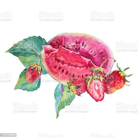 여름 구성 수채화 슬라이스 수박과 녹색 잎흰색 배경에 고립 된 딸기 손으로 그린 달콤한 딸기 음식 은 주방을 위한 음식입니다 메뉴에 대한 레드 과일 디저트 요리책 예술 0