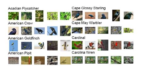 文本生成图像工作简述2 常用数据集分析与汇总 Csdn博客