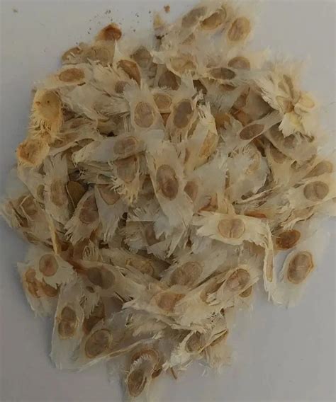 Pongamia Seed Oil At ₹ 600 Kg Pongamia Seed In Prayagraj Id