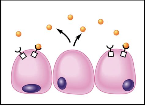 Cell Signalling Flashcards Quizlet