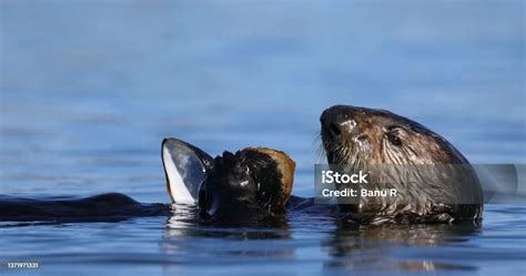 바다 수달 바다 수달 수영 바다에서 귀여운 바다 수달 다이빙 수달에 대한 스톡 사진 및 기타 이미지 수달 발톱 달린 발