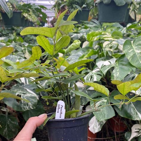 Passiflora Biflora Steves Leaves