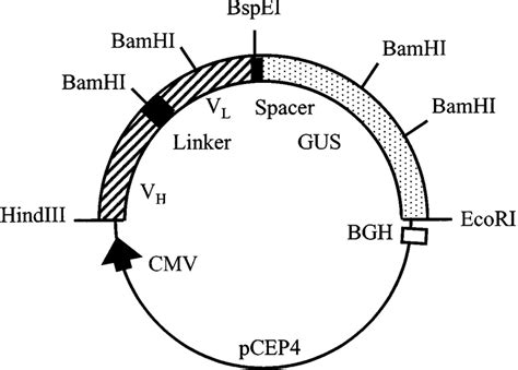 Schematic Representation Of The Pcep4 Scfv Cd20glucuronidase Expression
